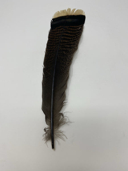 Turkey Jumbo Feather- Original Turkey Fan Feather | Jobes Hats, LLC